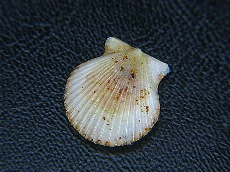 Pecten Aequipecten Gibbus Collected By The Shrimper Windy D 16