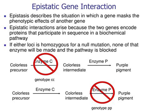 Ppt Epistasis Powerpoint Presentation Free Download Id4764171