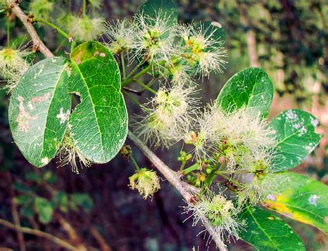 Guamuchiles Tree