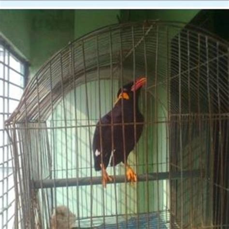 Northern Hill Myna Is Uttering Sentences Download Scientific Diagram