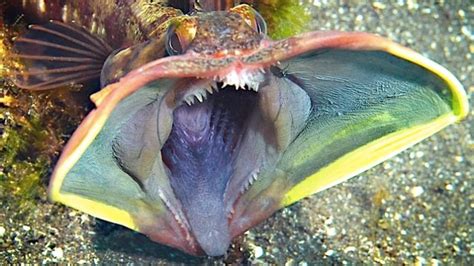 The Sarcastic Fringehead Ferrebeekeeper