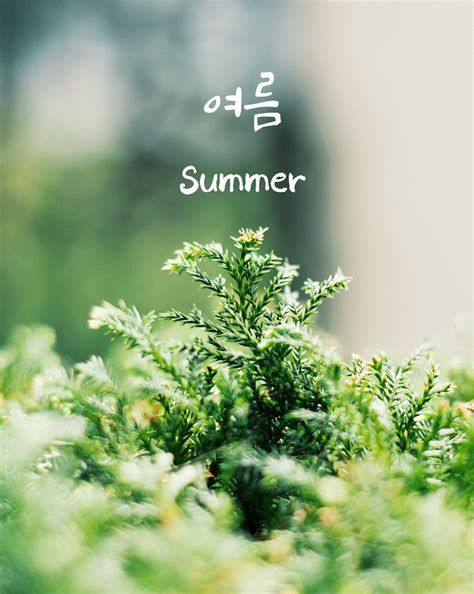 여름 Yeoreum Summer Korean Words Learning