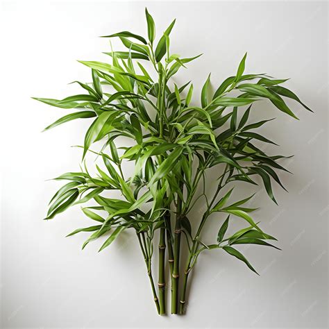 Premium Ai Image Bamboo In White Background