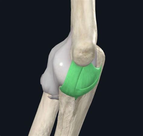 Ucl Anatomy Jaco Rehab