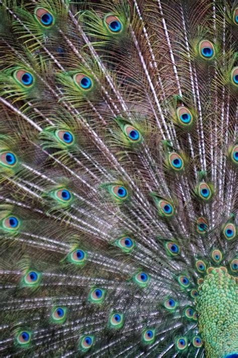 The Peacock Is Opening His Feathers Stock Image Image Of Quail