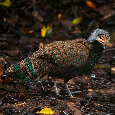Malayan Peacock Pheasant