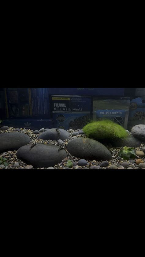 Panda Loach Tank Scape Raquascape