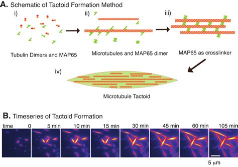 Self Assembly Of Microtubule Tactoids Article Jove
