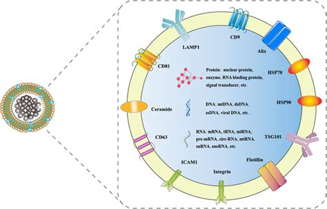 The Structure And Composition Of Exosomes Exosomes Are Download