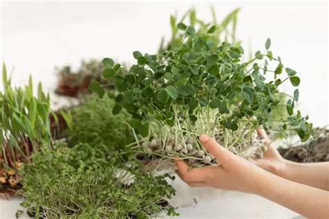 The Ultimate Guide To Growing Herbs With Hydroponics South Elmonte