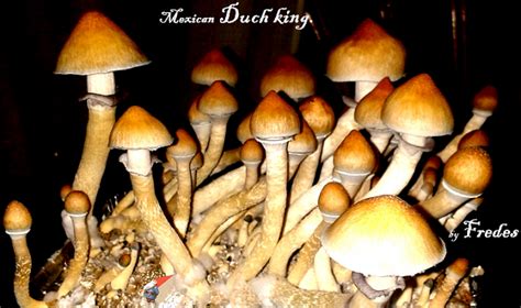 Mexican Dutch King Fse Unregistered Version