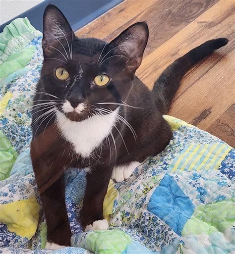 New Arrivals Kitty Klinic