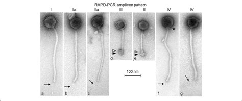 Transmission Electron Micrographs Of The S Hyicus Phages Pitt 1 A Download Scientific
