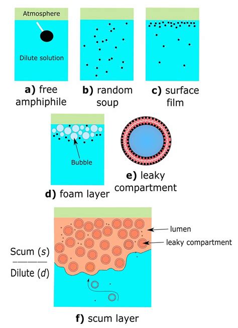Possible Arrangements Of Simple Amphiphiles In A Dilute Pond A Free