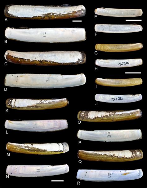 Type Material Of Ensis Loboi N Sp A D Holotype Cnp Inv 875 E J