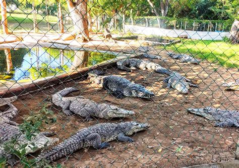 Cambia John El Hábitat De Cocodrilos En La Costa De Oaxaca Quadratín