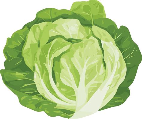 Lovely Cute Simple Iceberg Lettuce Clipart 52239050 Vector Art At Vecteezy