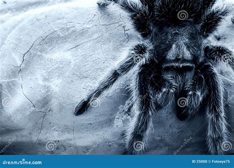 Tarantula Spider Tarantula Fangs Close Up Female Of Spider Tarantula