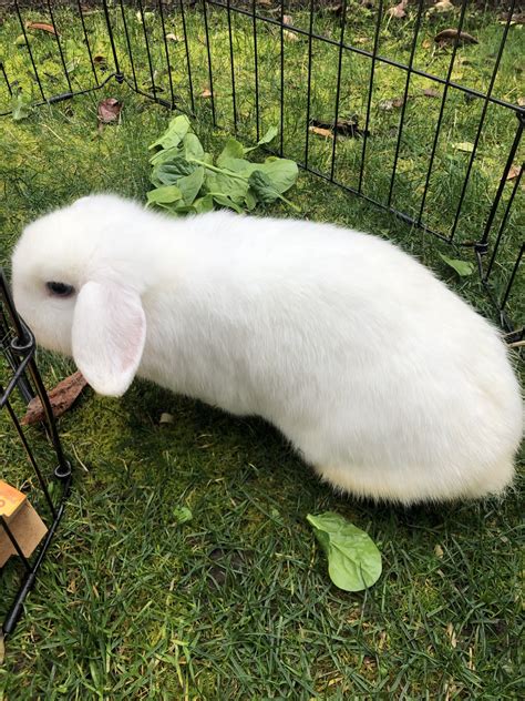Cách Nuôi Thỏ Tai Cụp Hà Lan Holland Lop Hiệu Quả Asiapata Viet Nam