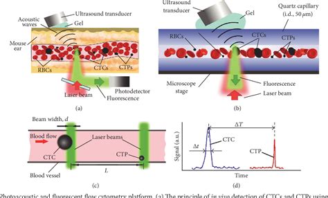 Figure 1 From In Vivo Flow Cytometry Of Circulating Tumor Associated Exosomes Semantic Scholar