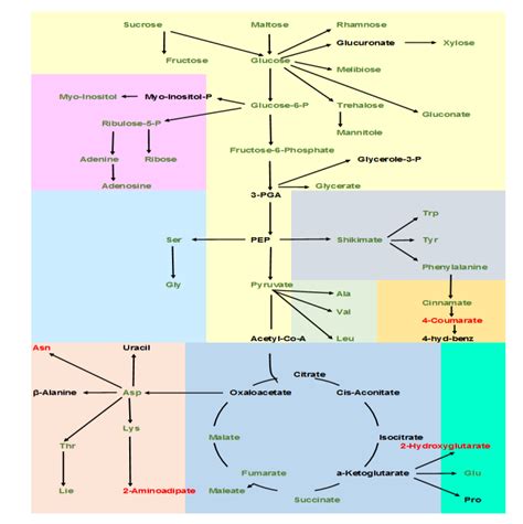 Alterations In The Metabolomics Pathway As Detected In The Fruit Download Scientific Diagram