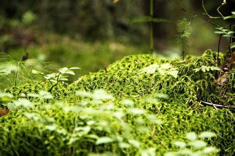 Green Plants And Grass On The Bump In The Forest Stock Image Image Of