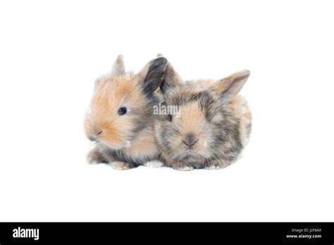 Baby Bunnies Hi Res Stock Photography And Images Alamy
