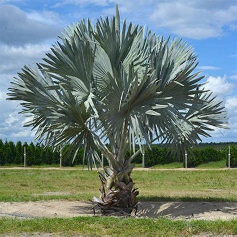 Bismarck Palm 2 Zaden In 2025 Palm Bismarck Palm Palm Trees