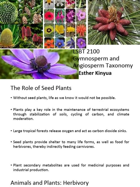 Lecture 6 Lsbt 2100 Gymnosperm And Angiosperm Taxonomy 1 Pdf