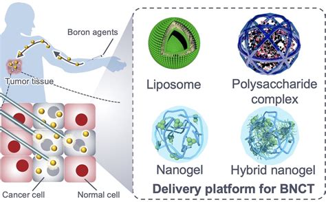 Boron Agent Delivery Platforms Based On Natural Products For Boron