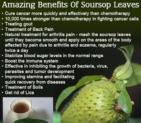 Nutrition Facts Soursop Leaf