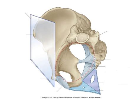 Diagram Of Pelvic Orientation Quizlet