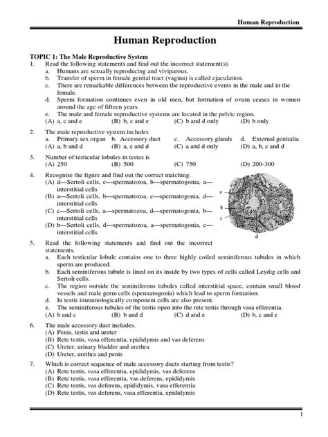 123 Human Reproduction Ncert Pdf Menstrual Cycle Meiosis