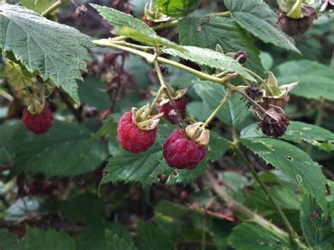 Wild Raspberry Plants