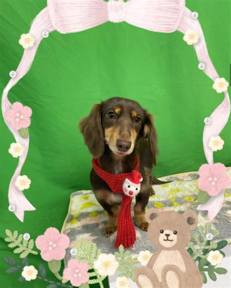 今日のわんこ🐶 Pooch｜岡谷市 諏訪市 辰野町での犬・猫のトリミング、ペットホテル