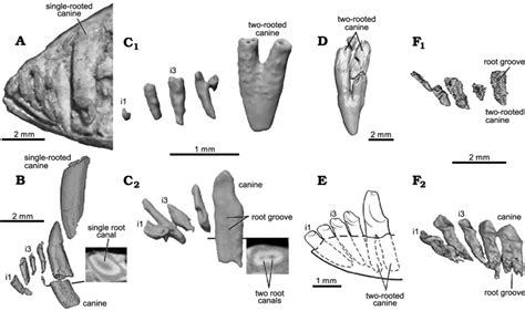 Comparative Morphology Of Incisors And Canine Among Mammaliaforms A Download Scientific Comparative Morphology Of Incisors And Canine Among Mammaliaforms A Download Scientific