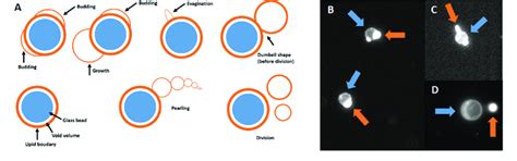 A Graphical Representation And B C D Epifluorescence Microscopy