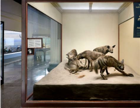 A Tale Of Two Cities Part I How Chicagos Field Museum Honored