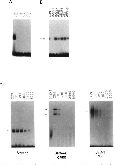 Figure 2 From Dna Binding And Dimerization Domains Of Adenosine 3 5