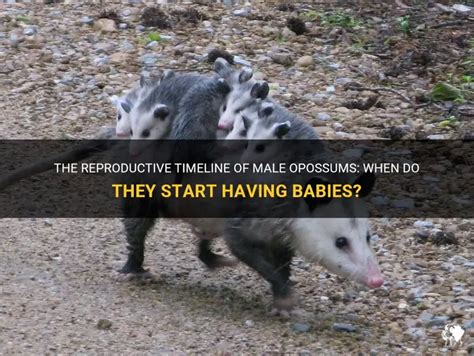 The Reproductive Timeline Of Male Opossums When Do They Start Having
