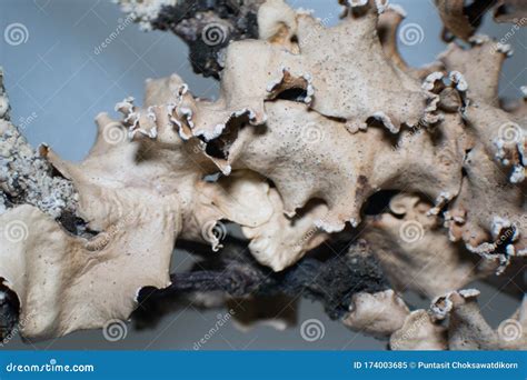 Foliose Lichen Is One Of Variety Of Lichens Which Are Complex Organisms That Arise From The