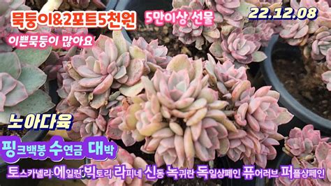 노아다육2탄이쁜신상많이입고수연금핑크백봉라피네모닝듀에일린 피치걸신동녹귀란5만이상선물 Youtube