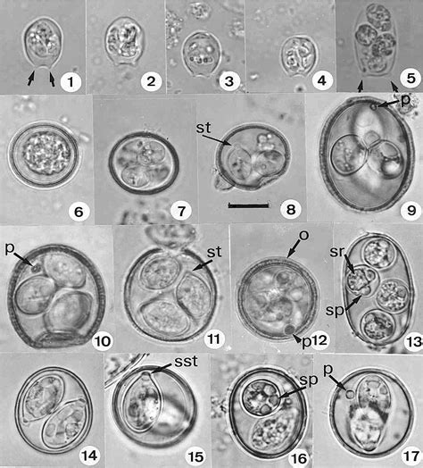 Figure 1 17 From New Species Of Eimeria And Isospora Protozoa Eimeriidae In Geochelone Spp