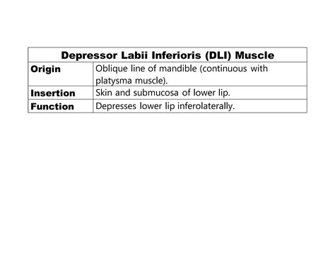 Muscles Attached To The Mandible Docx