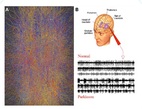 The Cortical Column The Building Block Of The Mammalian Cortex And