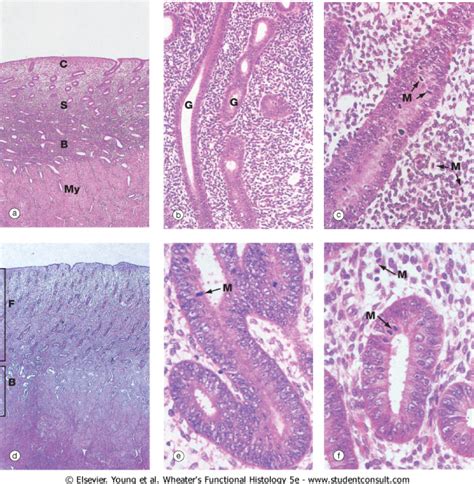 Proliferative Endometrium Image Diagram Quizlet