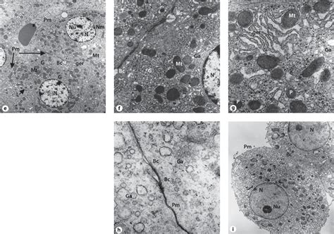Figure 1 From Explorer Low Shear Modelled Microgravity Environment Maintains Morphology And