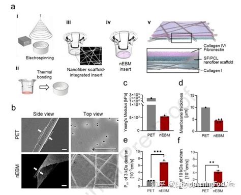 《biomaterials》：新型体外血脑屏障模型表现出强大屏障特性 知乎