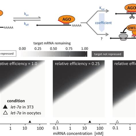 Mirna Quantification In Oocytes And 3t3 Cells A Qpcr Based