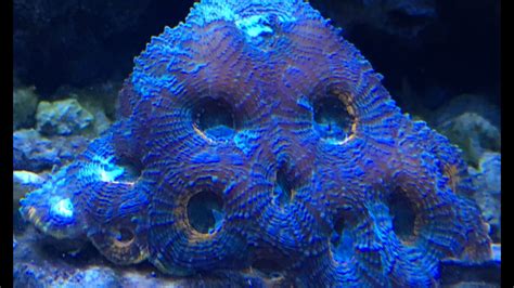 Identification Help Reef2reef